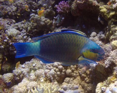 Chlorurus Sordidus Facts Diet Habitat And Pictures On Animaliabio