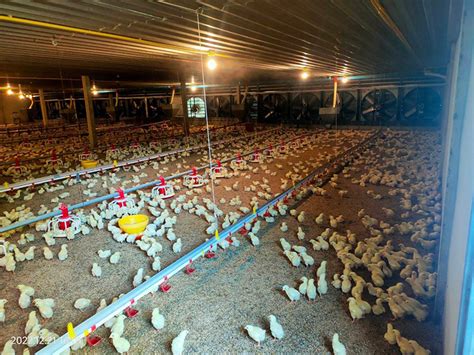 What Are The Differences Between Laying Hens And Broilers And How To