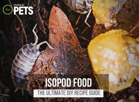 Armadillidium Gestroi Yellow Spotted Isopods Care Guide