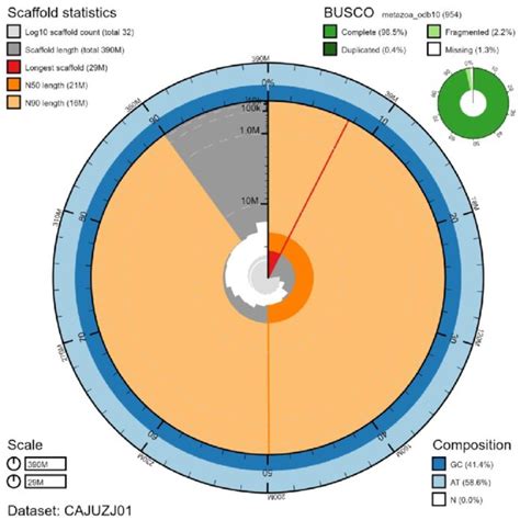 Genome Assembly Of Lineus Longissimus Tnlinlong11 Metrics The