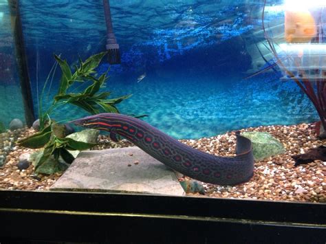 Fire Eel Tank