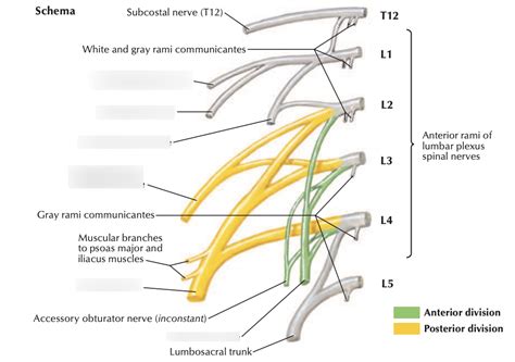 Lumbar Plexus Diagram Quizlet Lumbar Plexus Diagram Quizlet