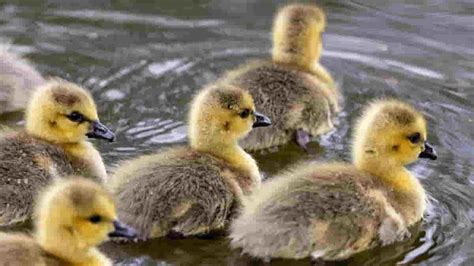 Ternak Bebek Pedaging Tanpa Ribet Intip Panduannya