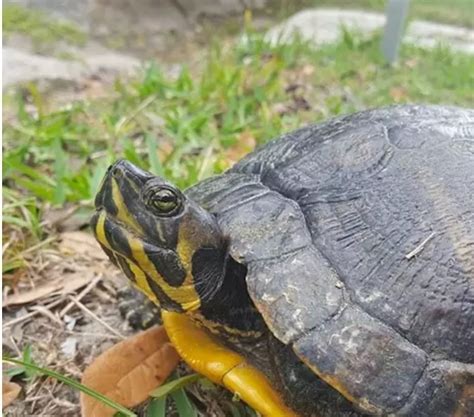 Fwc Launches Online Reporting Tool To Help Combat Deadly Turtle Virus