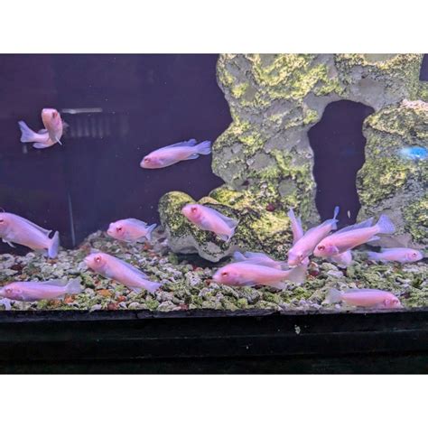 Woodthorpe Hall Aquatics Snow White Cichlid Pseudotropheus Socolofi Livestock From Lincs