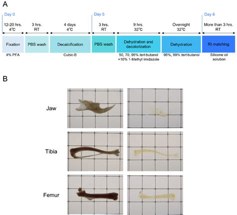 Establishment Of A Novel Optical Clearing Method For Murine Bones