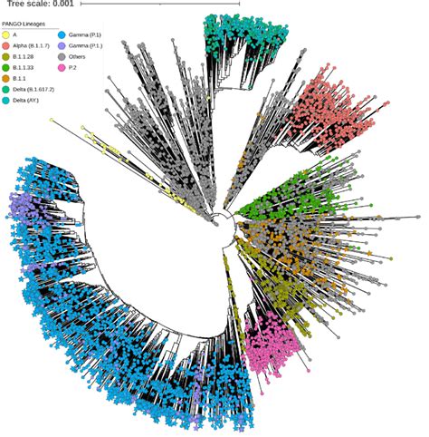 Maximum Likelihood Phylogeny Of Sars Cov 2 With The Global Dataset Of