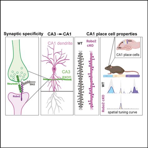 Synaptogenic Activity Of The Axon Guidance Molecule Robo2 Underlies Hippocampal Circuit Function