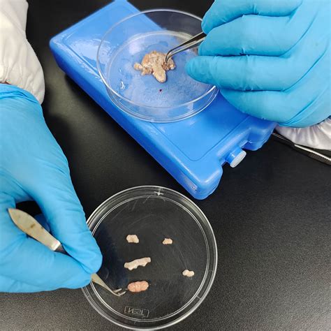 Sd大鼠脑组织分区详解贵州吉创生物技术有限公司 官网 贵州生物实验公司贵阳生物实验室贵阳生物技术实验公司