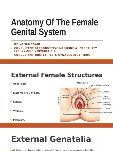 Anatomy Of The Female Genital System Pdf Vagina Uterus