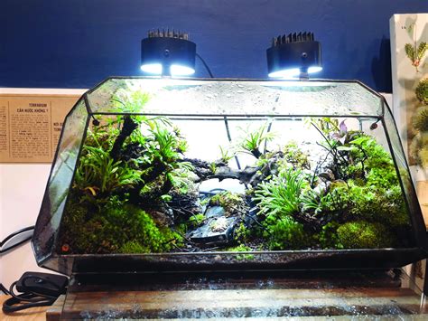 Đem Thiên Nhiên Vào Hộp Terrarium Voz