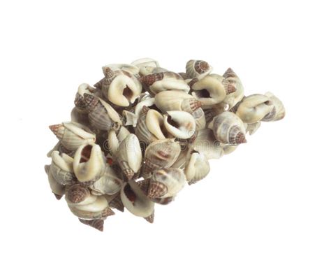 Seashell Fall Splashing In Air Sea Shell Explosion Flying Abstract