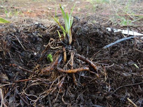 Symphytum Pacific Bulb Society