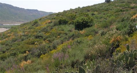 Mirroring Native Plant Communities In Sustainable Landscaping Water News Network Our Region