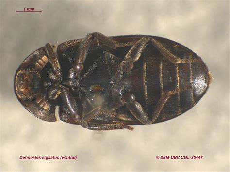Dermestidae