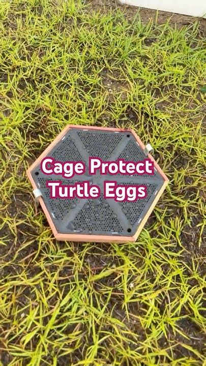 Cage Protect Turtle Eggs Youtube