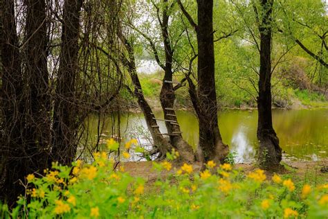 Free Picture Trees Riverbank Forest Grass Tree Autumn Wood