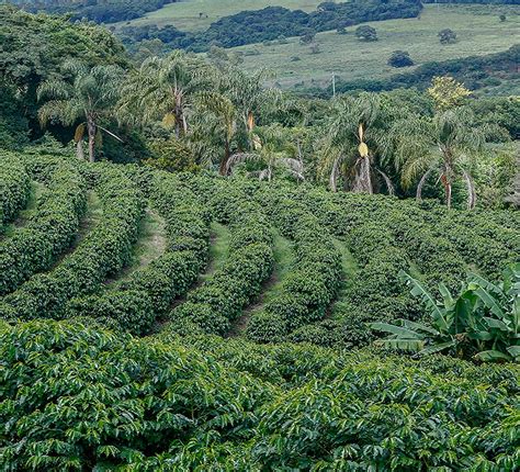 Sourcing Coffee Responsibly Nescafé Au
