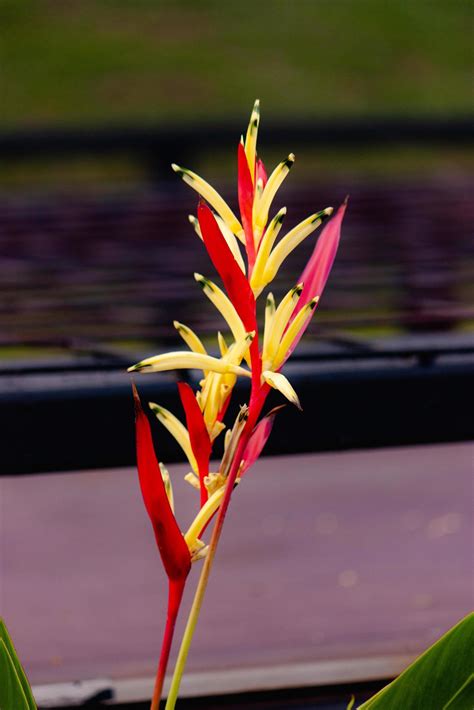 Close Up Beautiful Heliconia Flower In A Garden Background Wallpaper