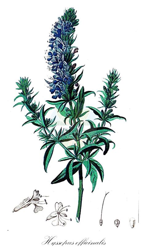 Historical Drawing Of Hyssopus Officinalis Hyssop Flower Drawing