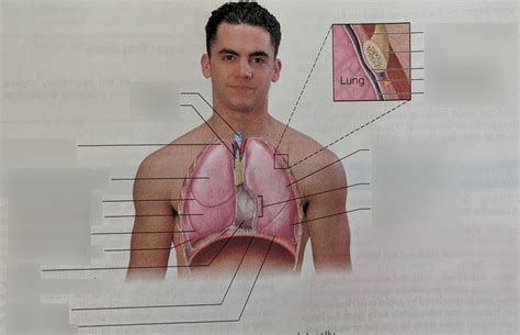 Lungs Diagram Diagram Quizlet