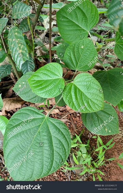 Patten Pant Photos Images And Pictures Shutterstock