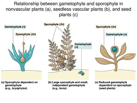 Phylum Chlorophyta Chlamydomonas Ppt Download