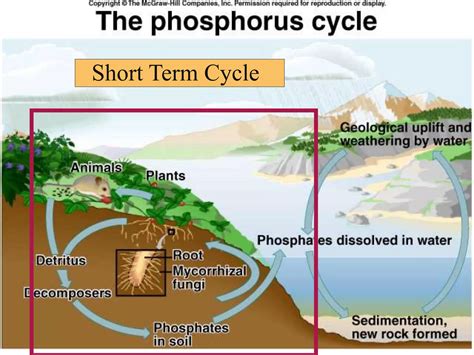 Phosphorus Cycle Ppt