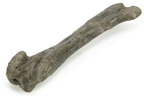 182 Hadrosaur Hypacrosaurus Femur With Metal Stand Montana