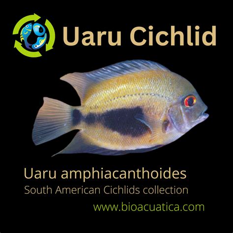 Cute Uaru Cichlid 1 To 1 5 Unsexed Uaru Amphiacanthoides