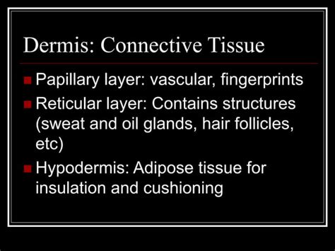 Epithelial Tissue Function And Location Ppt Ppt