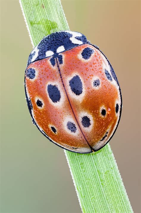 9 Catarinas Ideas To Save Today Ladybug Ladybird Pictures Of
