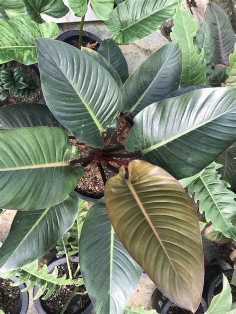 Philodendron Red Congo Greengrow Agriculture Private Limited