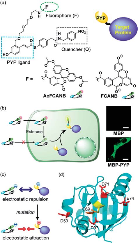 A Molecular Structures Of The Fluorogenic Probes Fcanb And Acfcanb Download Scientific
