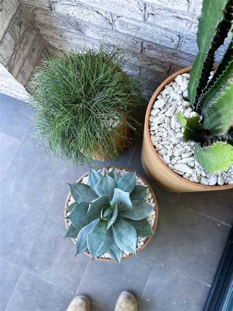Cousin It Casuarina — Cactus Vision