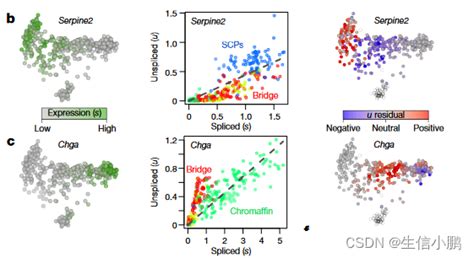单细胞rna速率（rna Velocity） Csdn博客