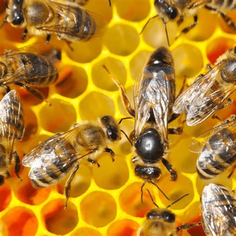 Queen Marking Colors Foxhound Bee Compan Foxhound Bee Company