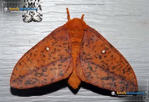 Spiny Oakworm Moth
