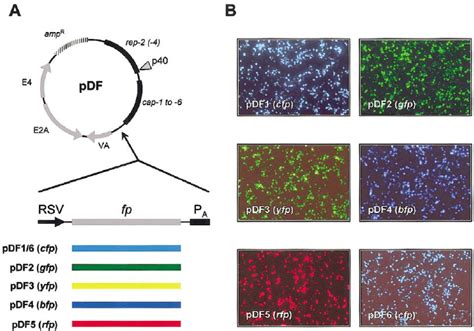 Generation Of Aav Helper Plasmids Expressing A Fl Uorescent Marker