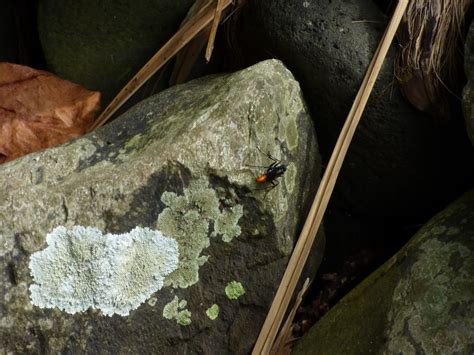 Tachypompilus Analis Tachypompilus Analis Picture Insect