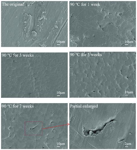 The Sem Micrographs Of Pvdf Download Scientific Diagram