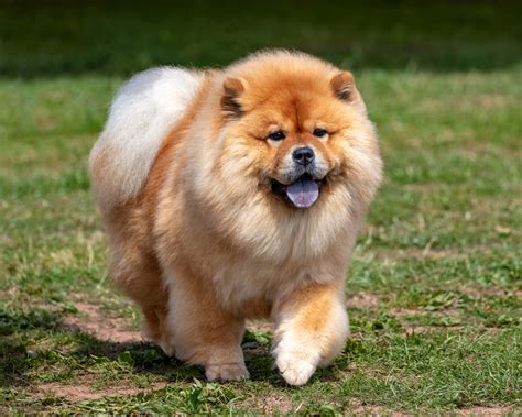 Chow Chow Has Hilarious Reaction To Neighbors Daring To Put Umbrella Up