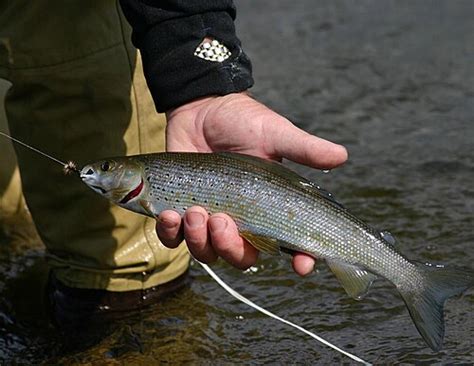 Arctic Grayling Wikipedia