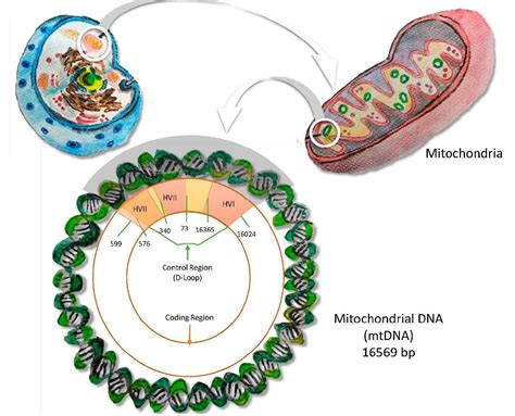 Mtdna Location And Structure To Be Precise Human Mtdna Is
