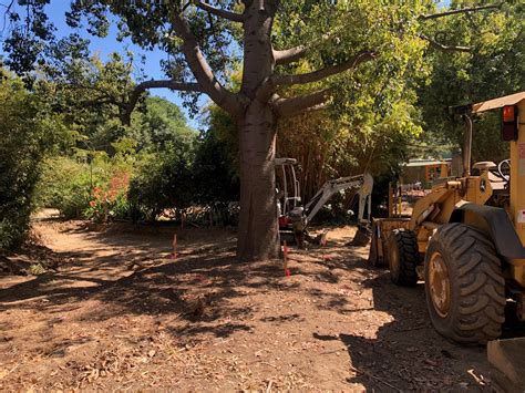 Pathway Construction Facing Decision Tree And Entry Pathway Santa Ana Zoo