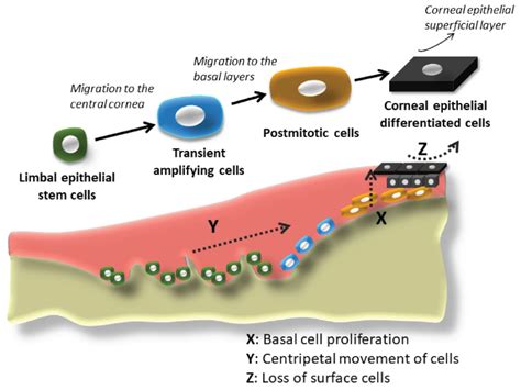 Goals And Challenges Of Stem Cell Based Therapy For Corneal Blindness