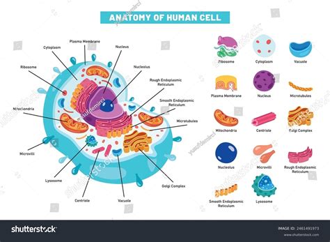 Structure Human Cell Stock Vector Royalty Free 2461491973 Shutterstock