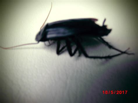 Cockroach Infestation Problem Fixedsolvedremoved By Pb Pest Control And Management