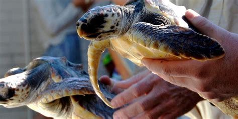 Rescued Loggerhead Turtles To Return To Exmouth Department Of
