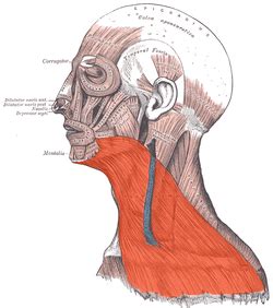 Platysma Muscle Location Origin Function And Pictures